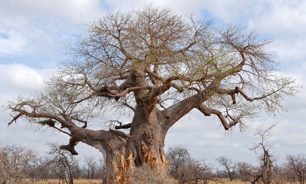 About Us - BaobabAfrica Online